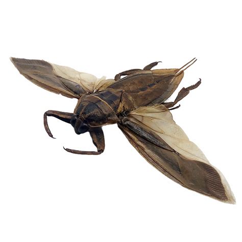 Giant Water Bug Wings