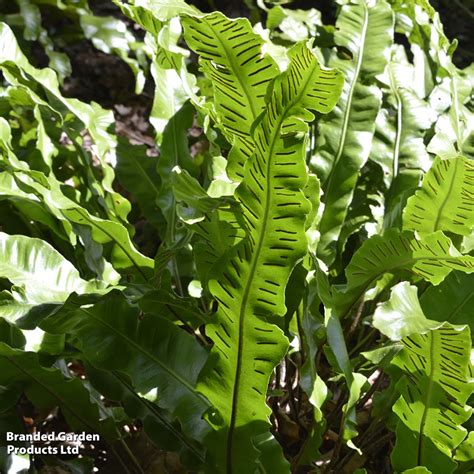 Asplenium Scolopendrium Suttons