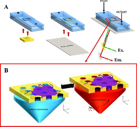 A Diagram Depicting The Assembly Of The Array And The Microfluidic