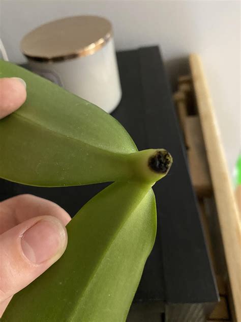 please help idk what i m doing wrong r orchids