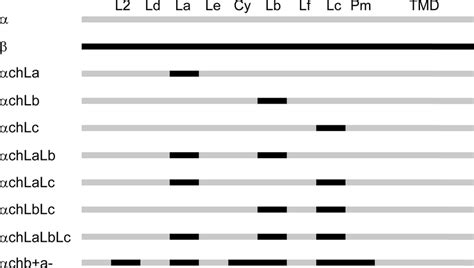 Chimera Construction Of The Glyr 1 And Subunits Sequences Of Glyr 1