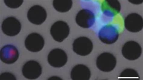 Protein Detector Tech Briefs