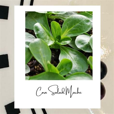 Mache Corn Salad Rapunzel Seeds Homegrown Heirloom Etsy