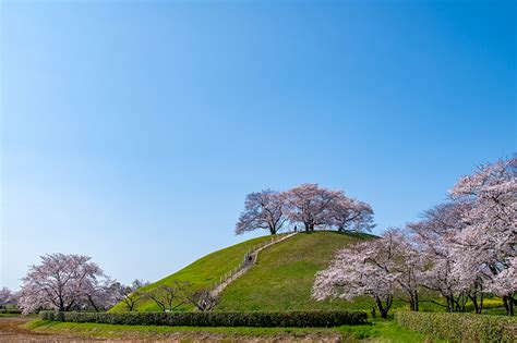 埼玉古墳群特別史跡 埼玉県行田市大字埼玉 家系譜
