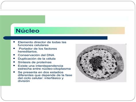 Mitosis Y Meiosis Juli Roman Udocz