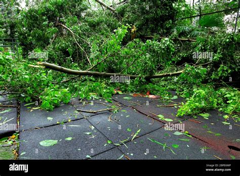 Broken Tree After Typhoon Stock Photo Alamy