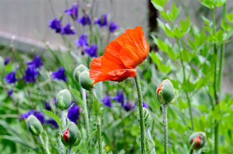 한 빨간 오렌지 양귀비의 닫기 화창한 여름 날에 영국 오두막 스타일의 정원에서 식물 꽃 부드러운 초점으로 촬영 아름다운 야외 꽃