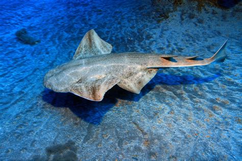 Angel Shark