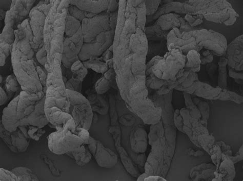 Directly Compressible Hydroxypropyl Methylcellulose Hpmc To Support Continuous Manufacturing