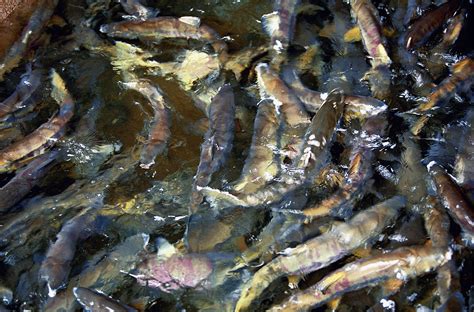 В Германии прогнозируют массовую гибель рыбы из-за жары