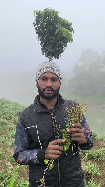 নাক ফুল গাছ Youtube