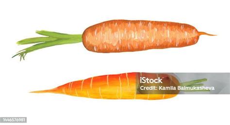흰색으로 분리 된 잎의 일부가있는 두 종류의 전체 당근 손으로 그린 구 아슈는 잘 익은 야채 그림을 그립니다 식욕을 돋우는 당근의 현실적인 그림 0명에 대한 스톡 벡터 아트