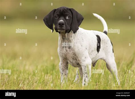 English Pointer Puppy Stock Photo Alamy