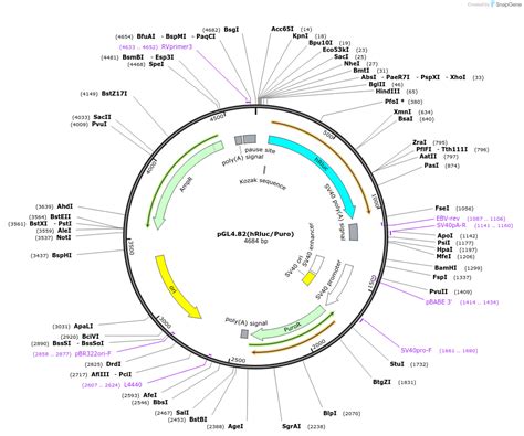 Addgene Pgl4 82 Hrluc Puro