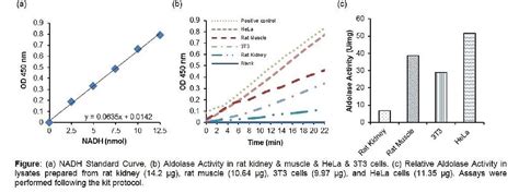 Aldolase Activity Colorimetric Assay Kit Biovision Enzyme Assays