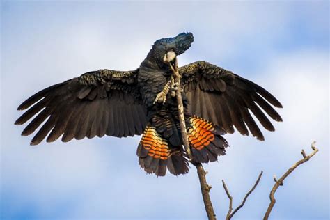 Exploring The Grace And Majesty Of The Red Tailed Black Cockatoo