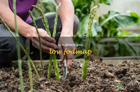 How To Enjoy Asparagus On A Low Fodmap Diet Shuncy