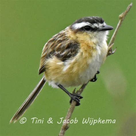 Sharp Tailed Tyrant Culicivora Caudacuta Copyright Tandj Wijpkema