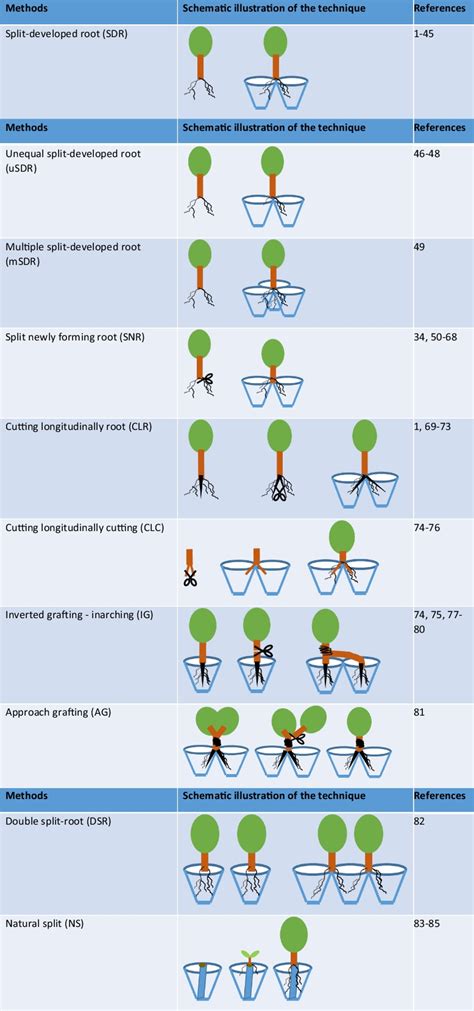 Diagram Illustrating The Method Of Obtaining Root Separation With Download Scientific Diagram