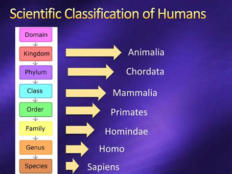 11142018 648 Am Taxonomy Objective Ppt Download