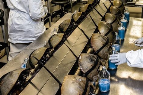 Usp Approves Endotoxin Testing Using Non Animal Derived Reagents