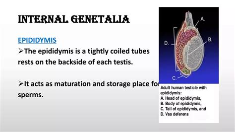 Reproductive System Lecture 1 Pdf Infertility Reproductive Health