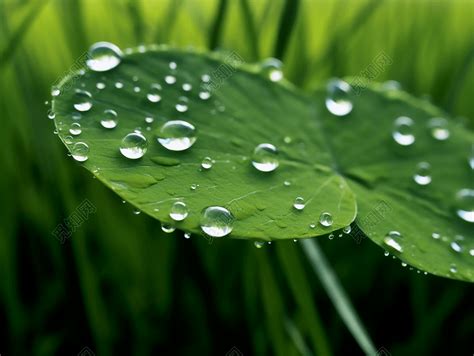 草叶上的露水露珠白露节气植物自然美风景图ai绘画 觅知网