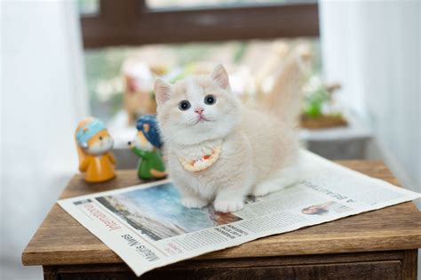 曼基康矮脚猫和其他猫种的区别和相似之处 哔哩哔哩