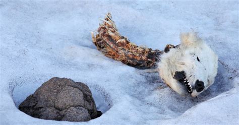 인간의 탐욕 북극의 눈물2100년이면 북극곰 멸종
