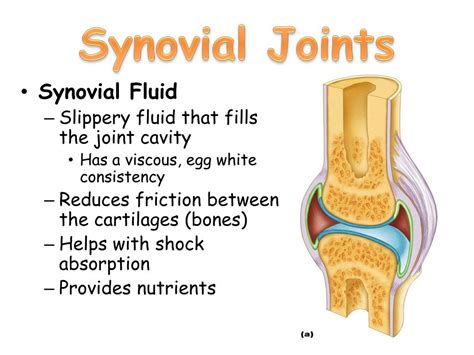 PPT Synovial PowerPoint Presentation Free Download ID 1937061