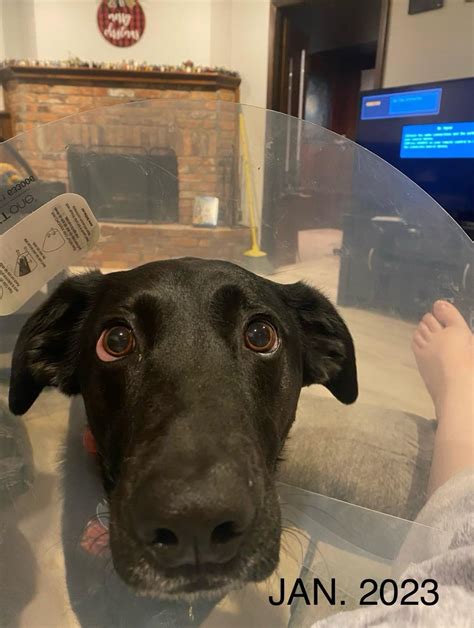 Advice For Next Vet Dx Route I Need House Dvm Rvet