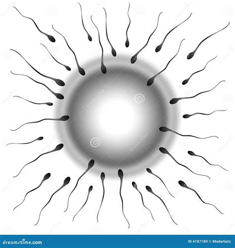 Black And White Sperm And Egg Fertilization Stock Illustration Illustration Of Biology