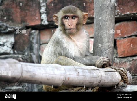 Juvenile Rhesus Macaque Macaca Mulatta Resting Pix Sanjiv Shukla