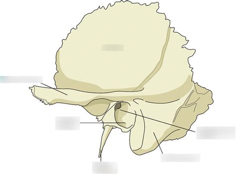 Temporal Bone A Diagram Quizlet