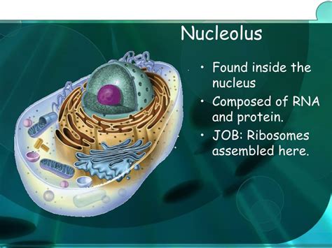 Nucleolus Function And Diagram What Is The Structure And Fun