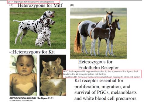 Lecture 11 Ectoderm Derivatives Like Your Brain Mainly Neural Crest Flashcards Quizlet