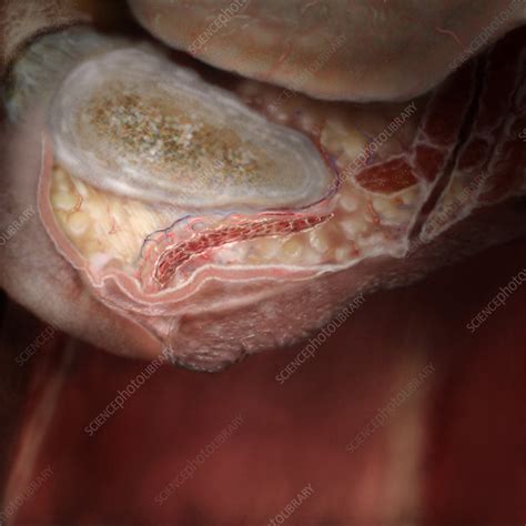 Female Sexual Response Stock Image P Science Photo Library