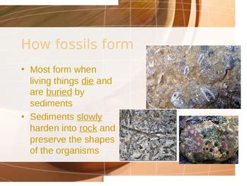 Fossils Powerpoint By Science Everyday TPT