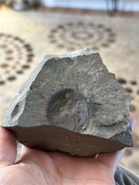 Need Help Identifying Fossil Rfossilhunting