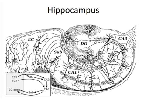 Hippocampal Circuit Flashcards Quizlet