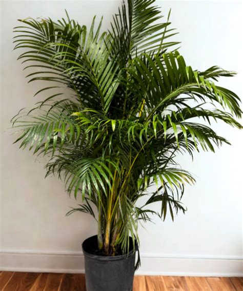 Ravenea Rivularis Majesty Palm Islington Nurseries Stone Yard