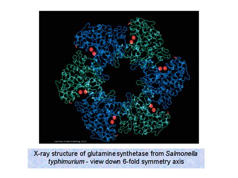 X Ray Structure Of Glutamine Synthetase From Salmonella Typhimurium View Down 6 Fold Symmetry Axis