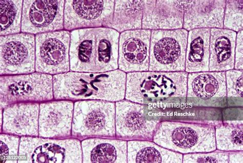 Mitosis Interphase Microscope