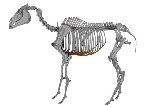 Phar Lap Can We Move Him Te Papas Blog