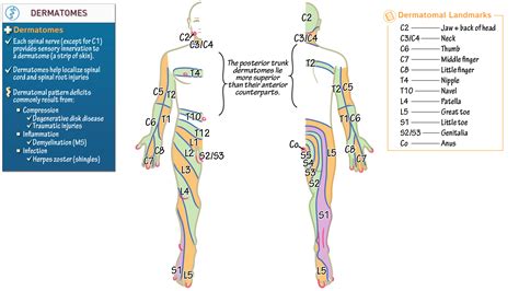 Epidural Dermatomes