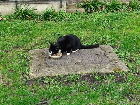 Kitty Rule R196