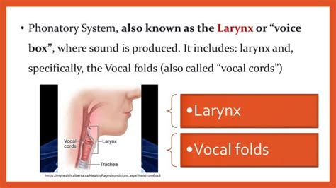 Phonatory System Anatomy And Physiology Pptx