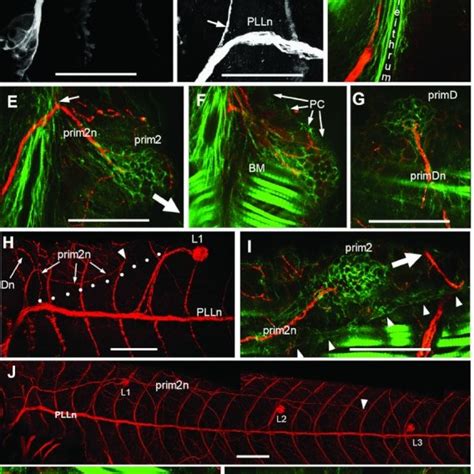 Posterior Lateral Line Pll Patterns Thunnus Thynnus Pll At Juvenile Download Scientific