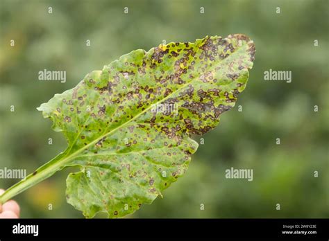 Sugar Beet Beta Vulgaris Crop Leaf Infected With Cercospora