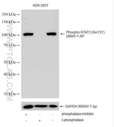 Phospho Stat3 Ser727 Polyclonal Antibody 28945 1 Ap